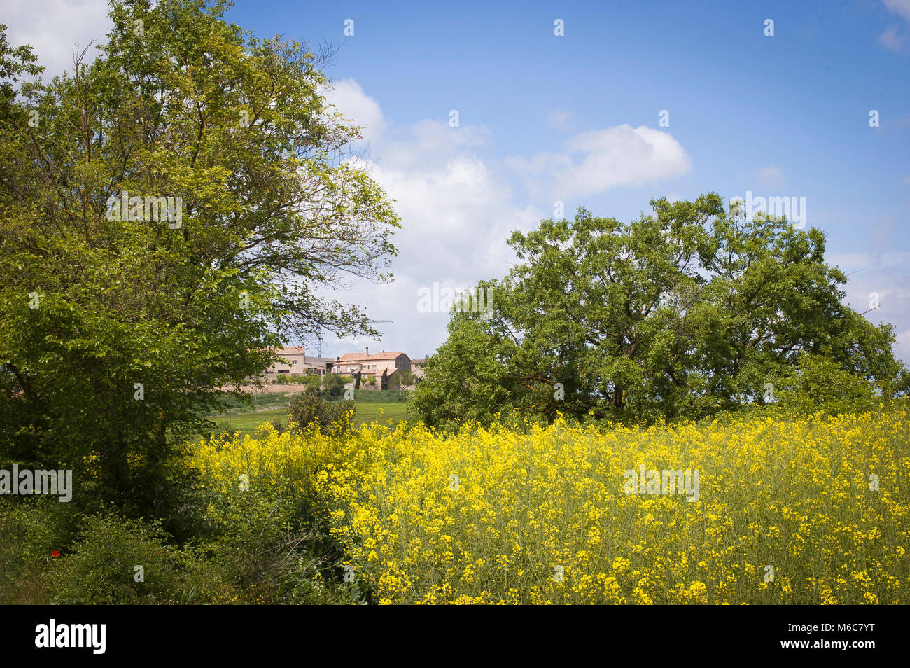Rural landscape with colza and cultivated field Stock Photo - Alamy
