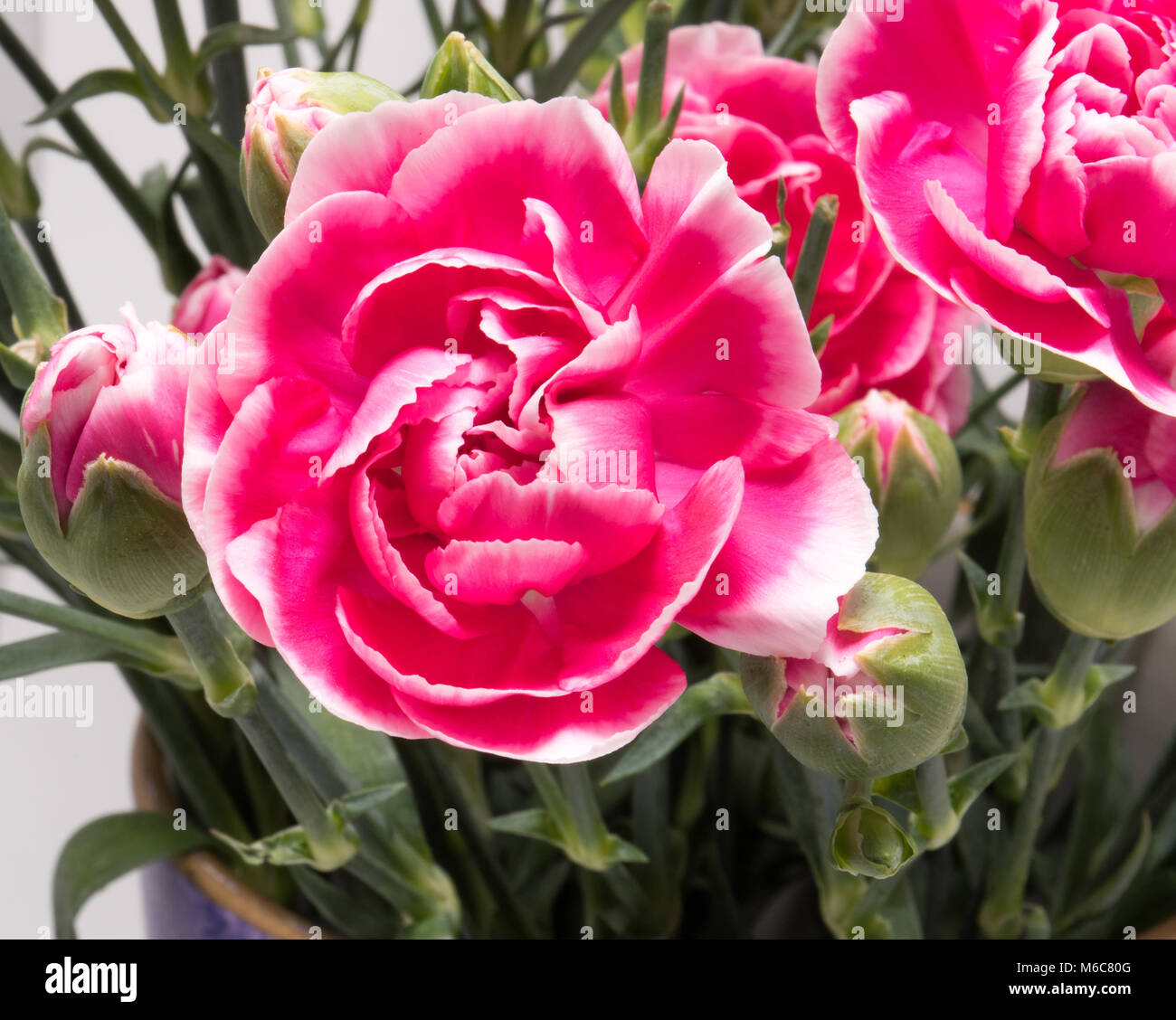 Carnation (Dianthus caryophyllus Stock Photo - Alamy