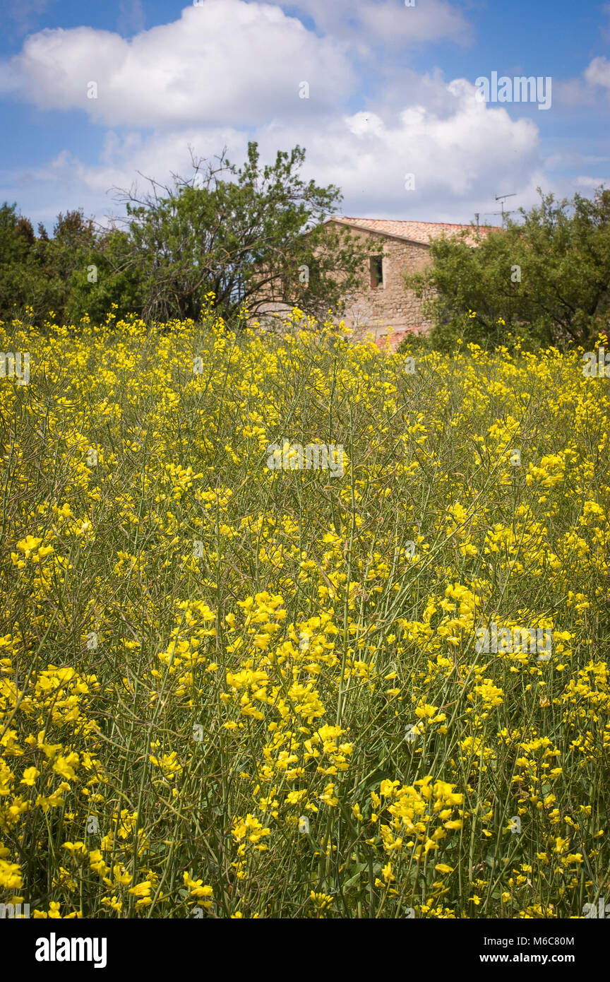 Rural landscape with colza and cultivated field Stock Photo - Alamy