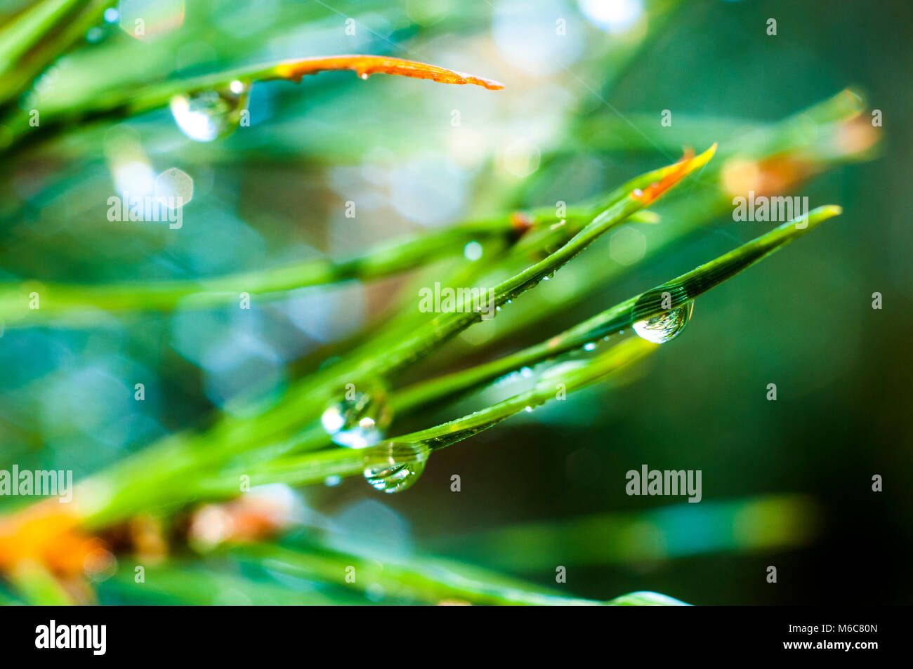 Drops of water, pine tree, wallpaper Stock Photo - Alamy