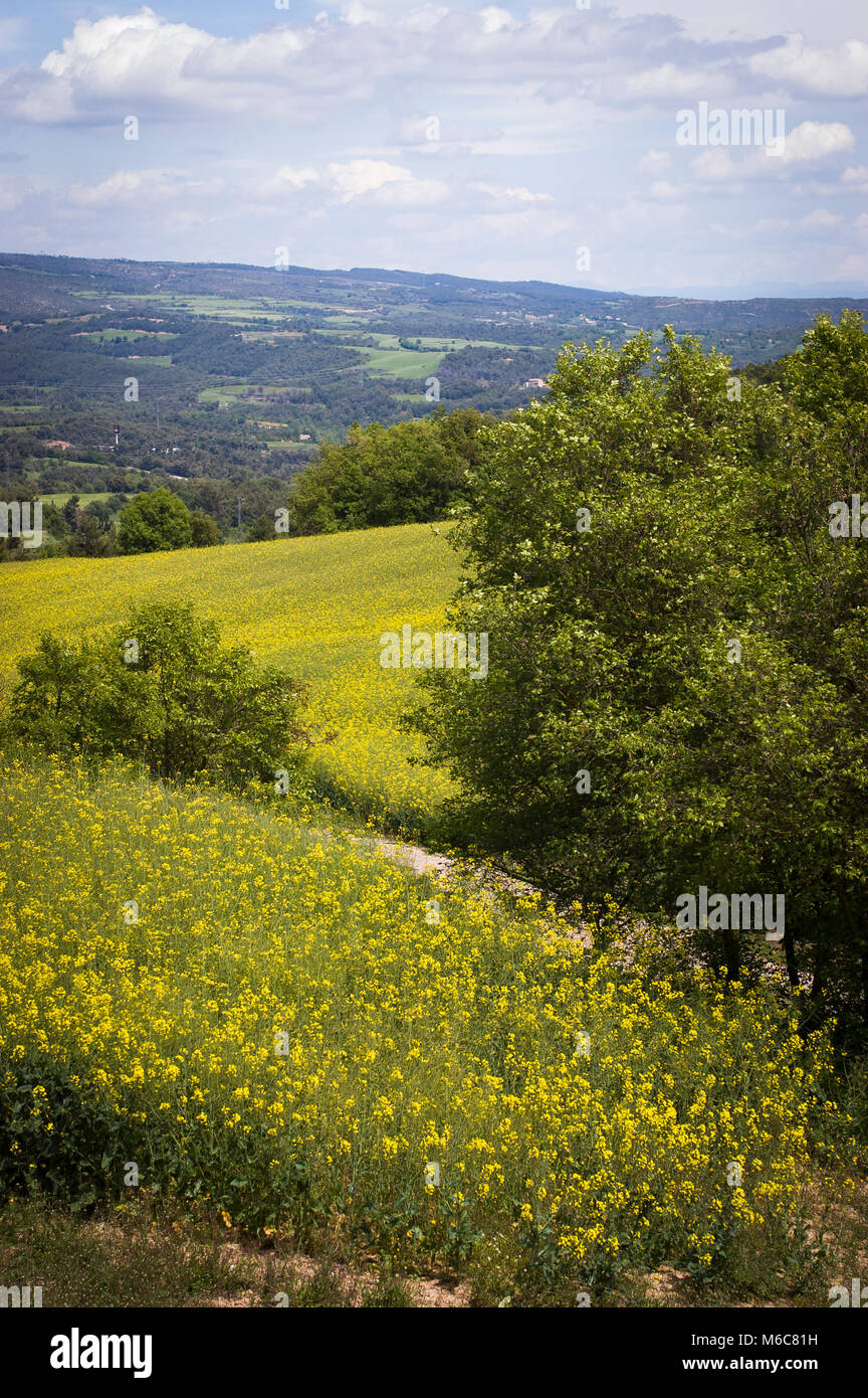 Rural landscape with colza and cultivated field Stock Photo - Alamy