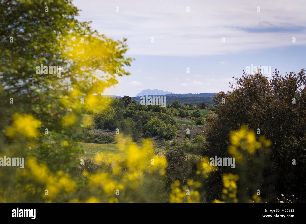 Rural landscape with colza and cultivated field Stock Photo - Alamy