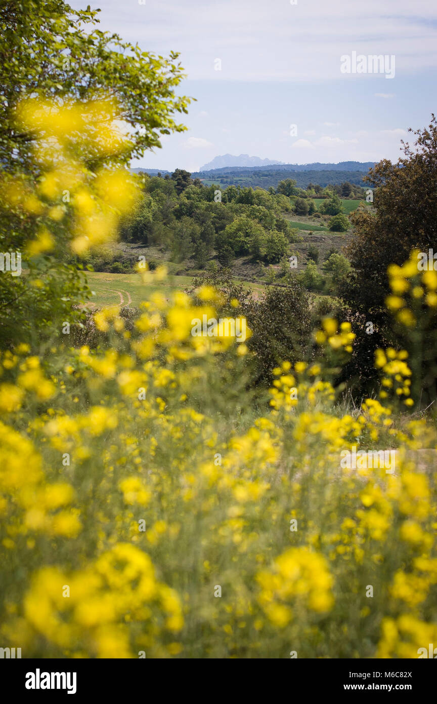 Rural landscape with colza and cultivated field Stock Photo - Alamy