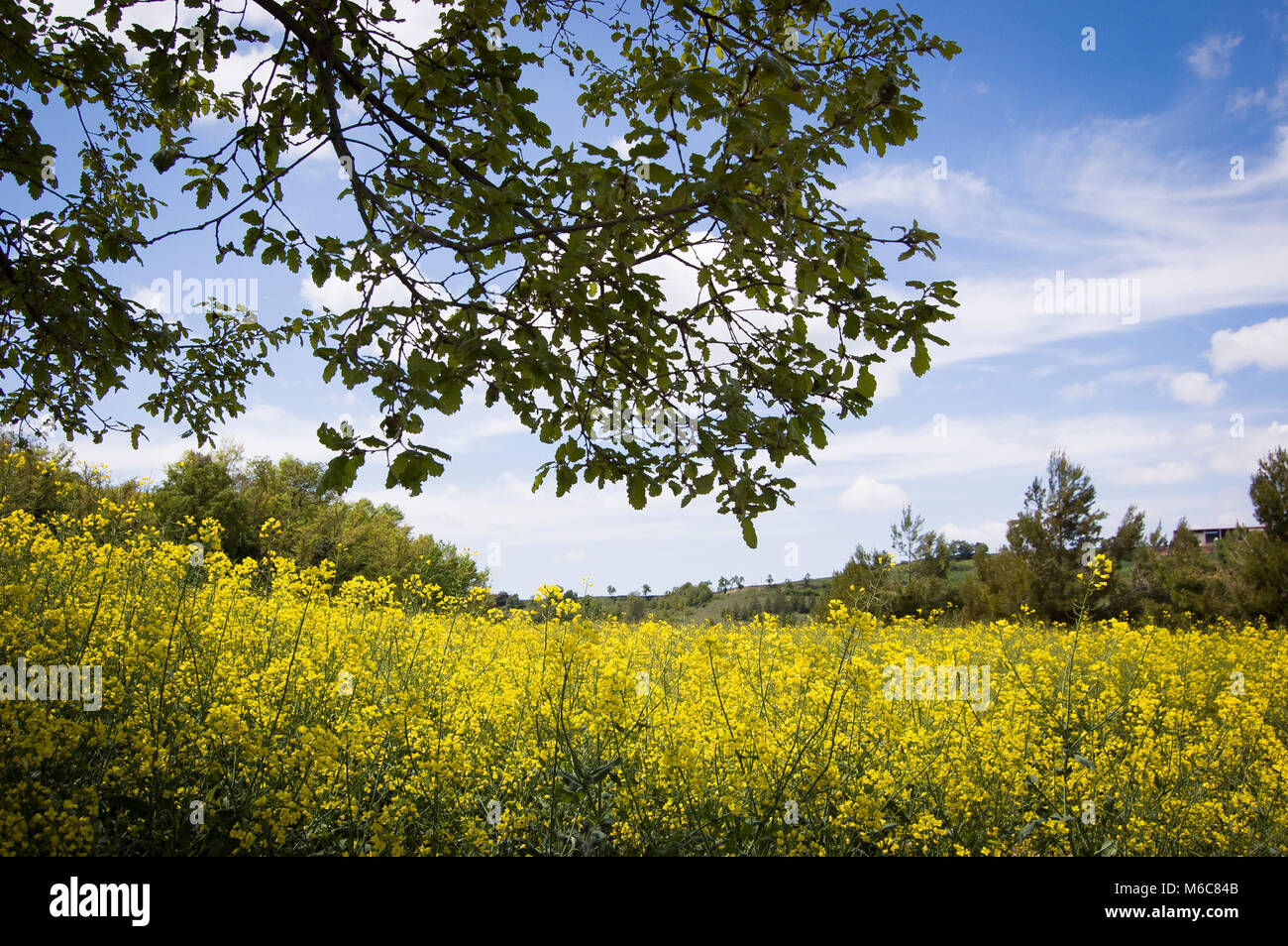 Colza oil hi-res stock photography and images - Alamy