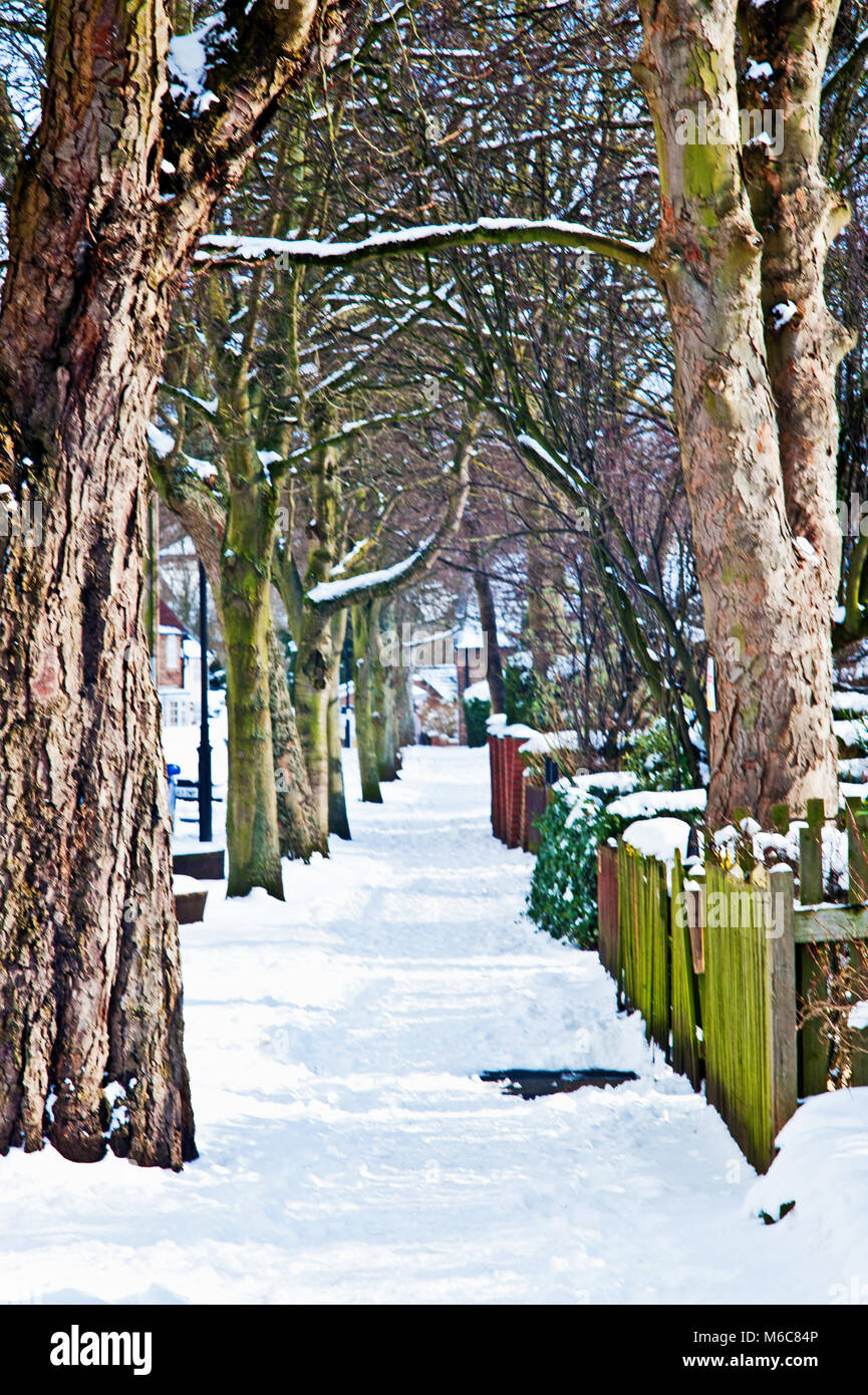 Tree Lined Pavement in snow, Hartburn Village, Hartburn, Stockton on ...