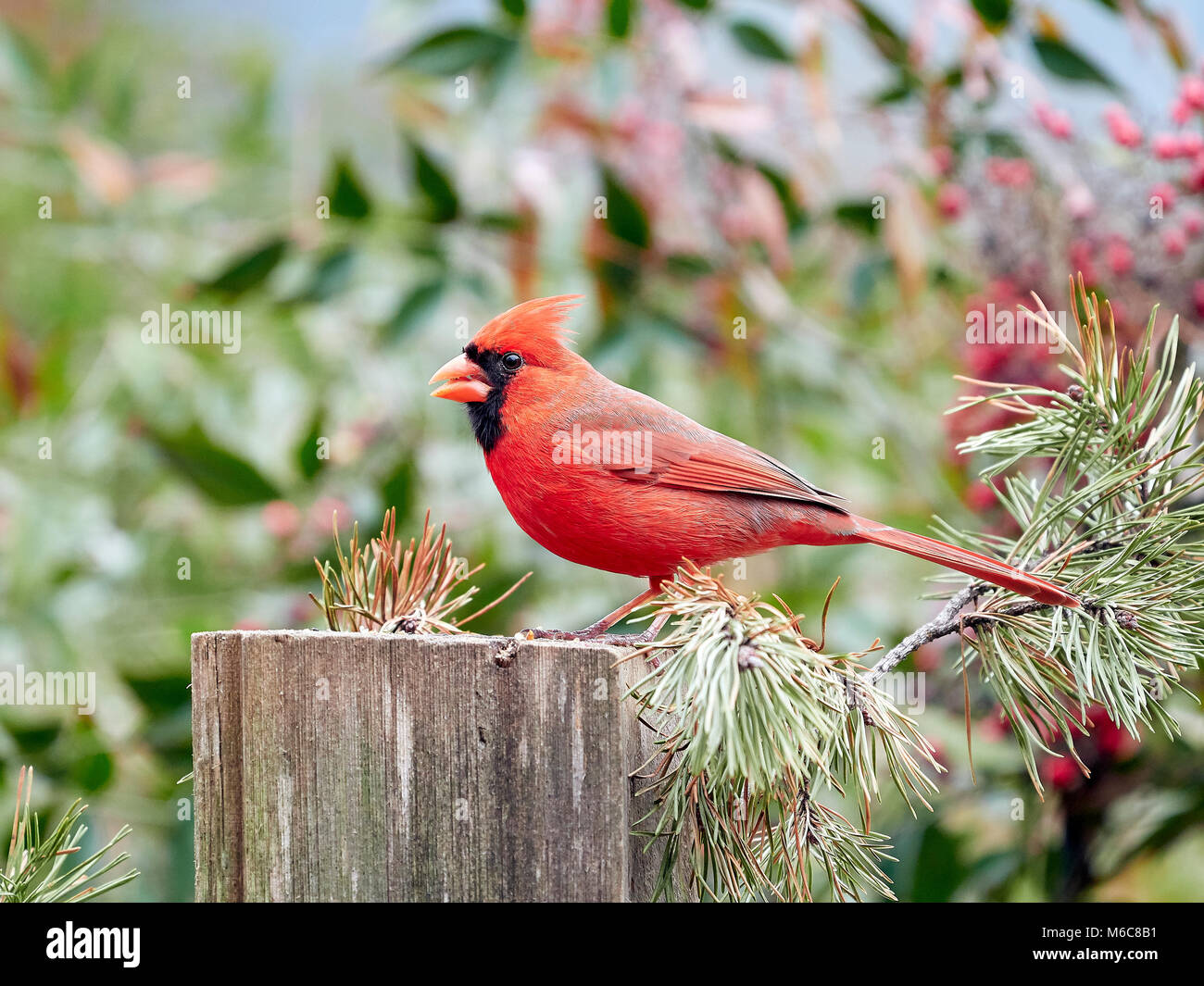 Kentucky State Bird High Resolution Stock Photography and Images - Alamy