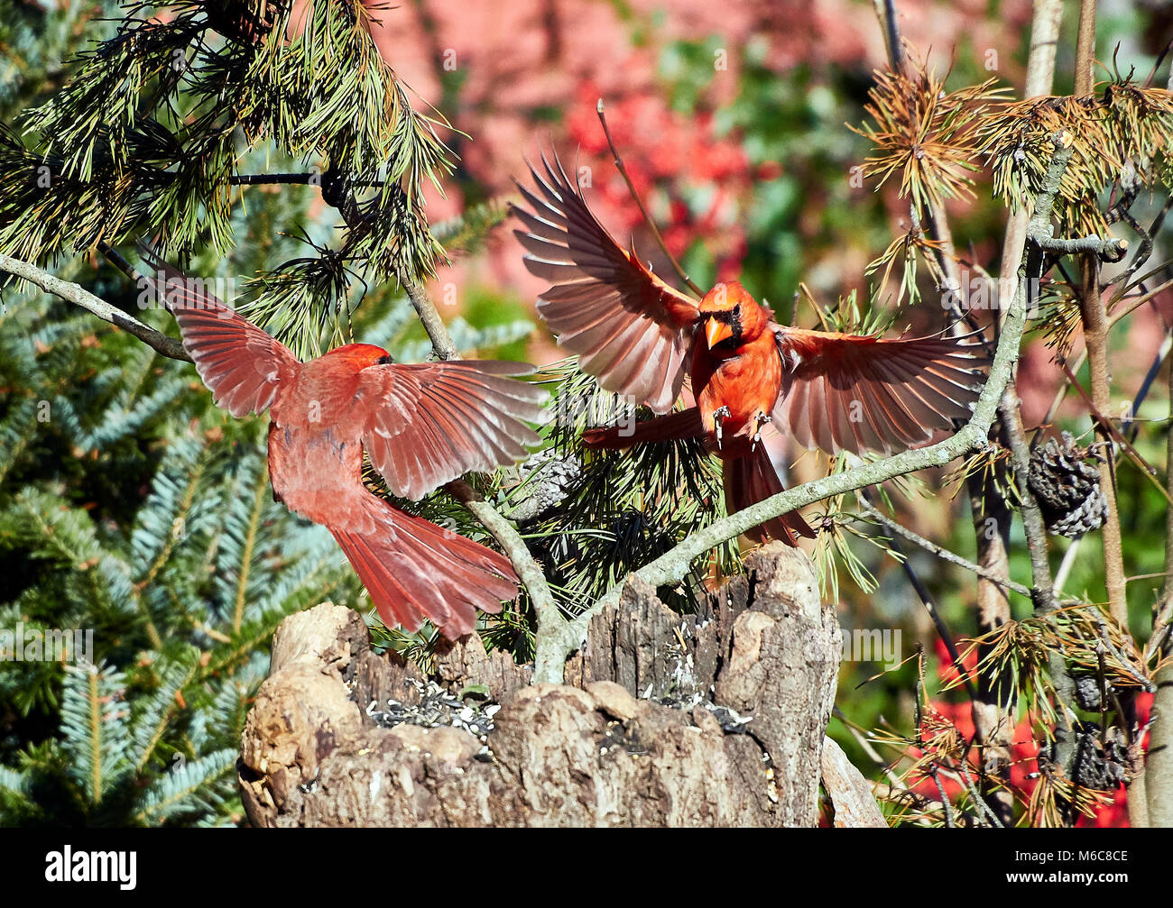 Kentucky state bird hi-res stock photography and images - Alamy