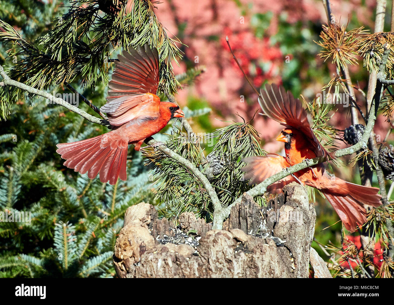 Kentucky state bird hi-res stock photography and images - Alamy
