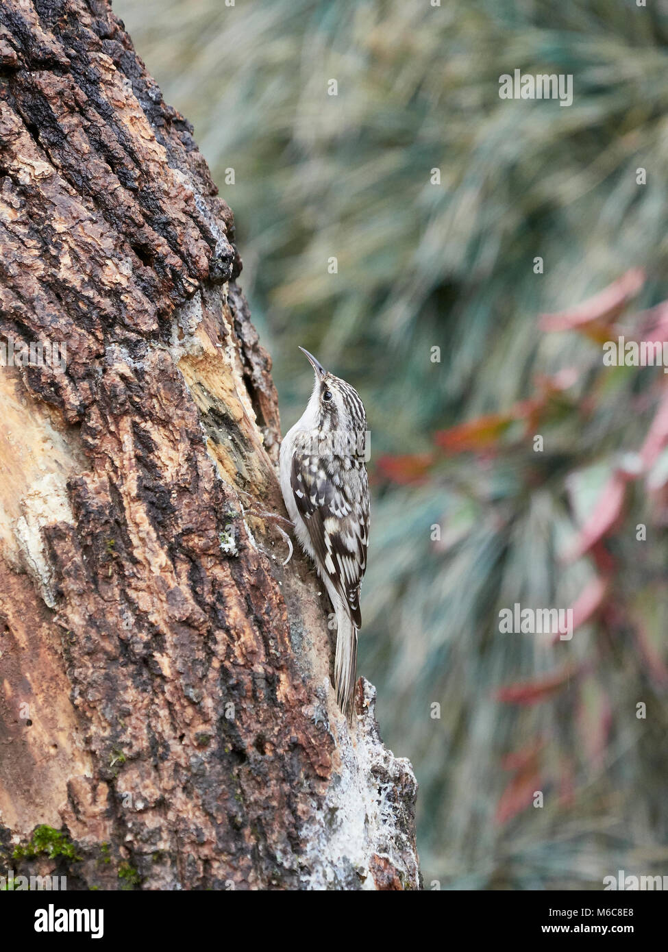 Family tree creeper hi-res stock photography and images - Alamy