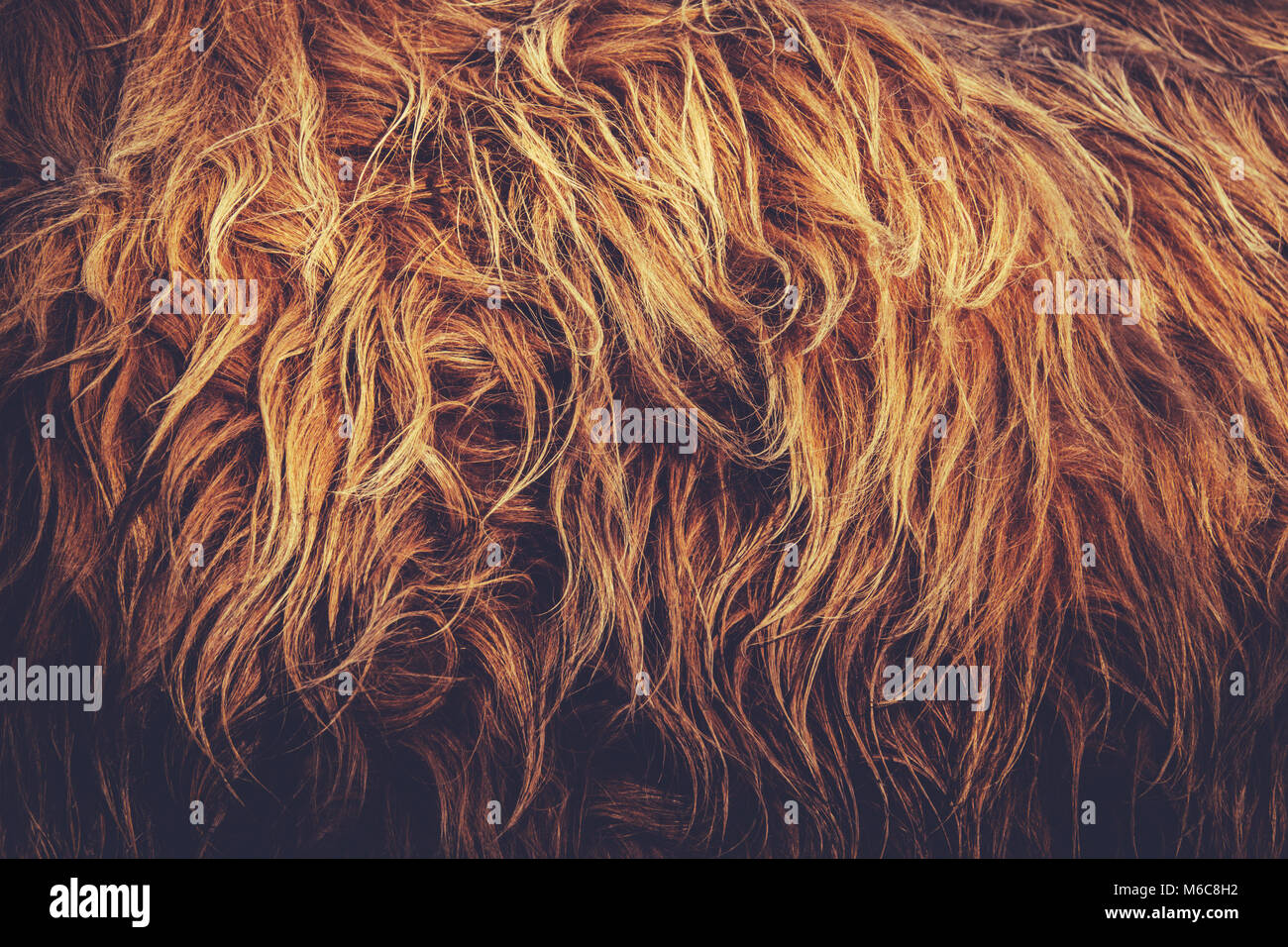 Cow horn texture hi-res stock photography and images - Alamy