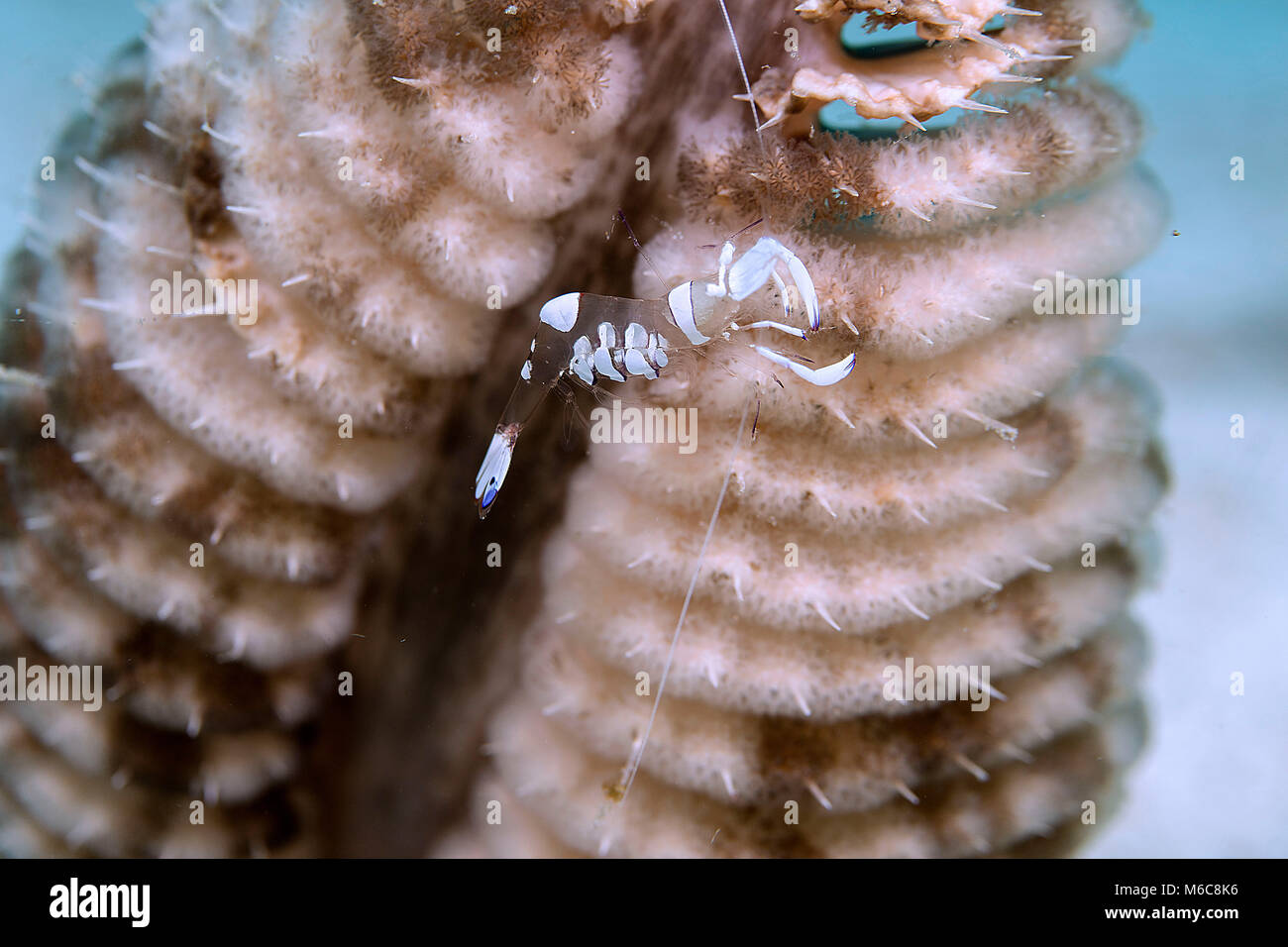 Glass Anemone Shrimp (Ancylocaris brevicarpalis). Picture was taken in ...