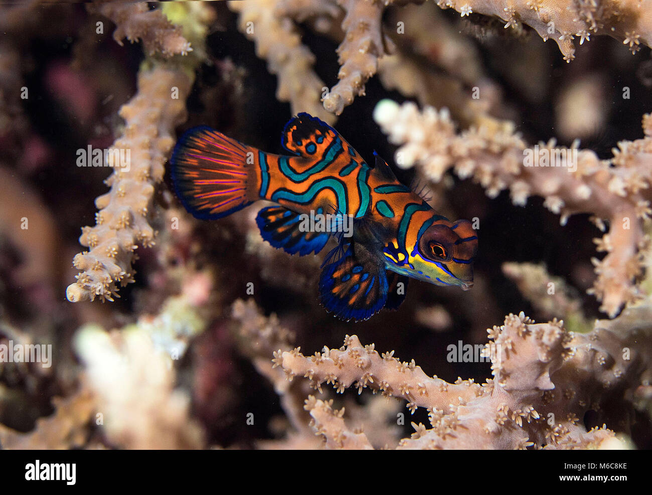 Mandarin fish (Synchiropus splendidus). Picture was taken in Moalboal ...