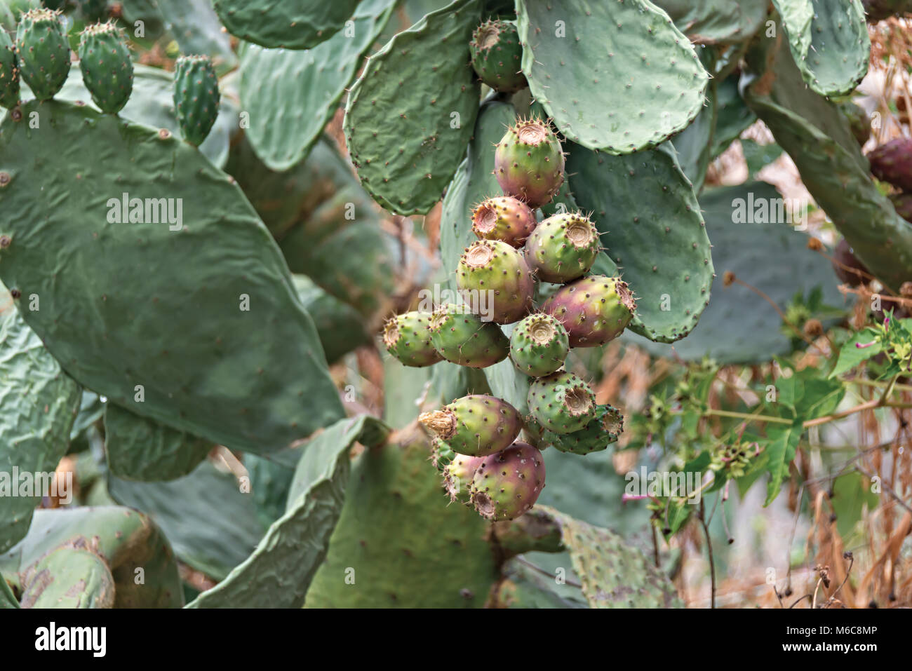 prickly bush 3 Stock Photo - Alamy