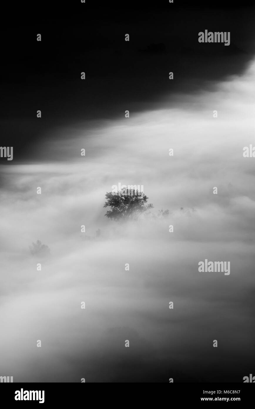 Trees poster Black and White Stock Photos & Images - Alamy