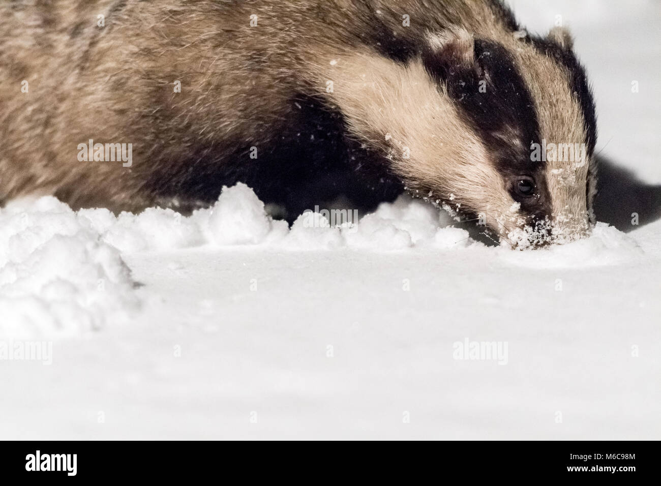 Badger foraging in the winter snow in a sub-urban garden, Cheshire, UK ...
