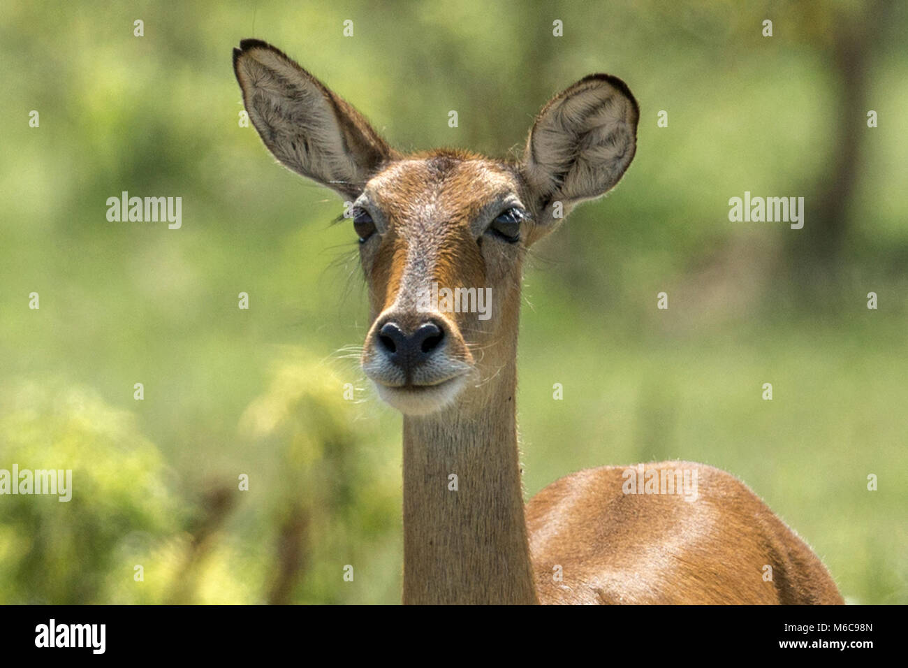 Female head & face, Ugandan kob antelope (Kobus kob thomasi) "Murchison ...
