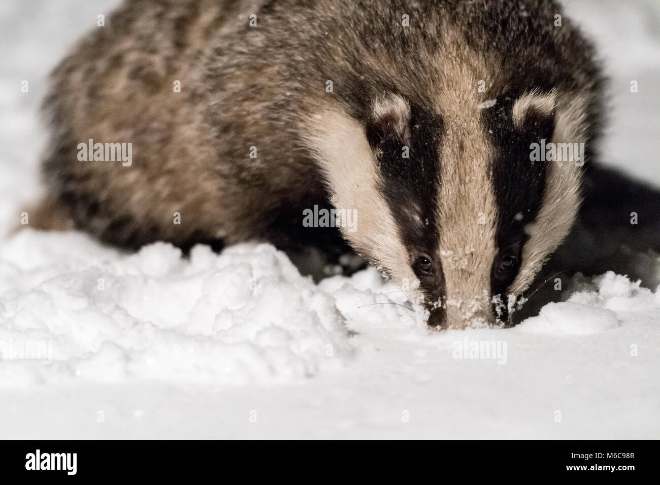 Badger foraging in the winter snow in a sub-urban garden, Cheshire, UK ...