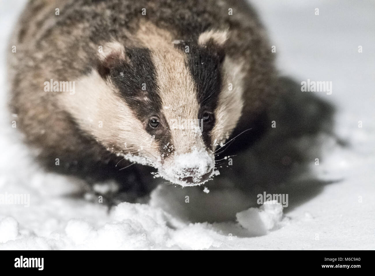 Badger foraging in the winter snow in a sub-urban garden, Cheshire, UK ...