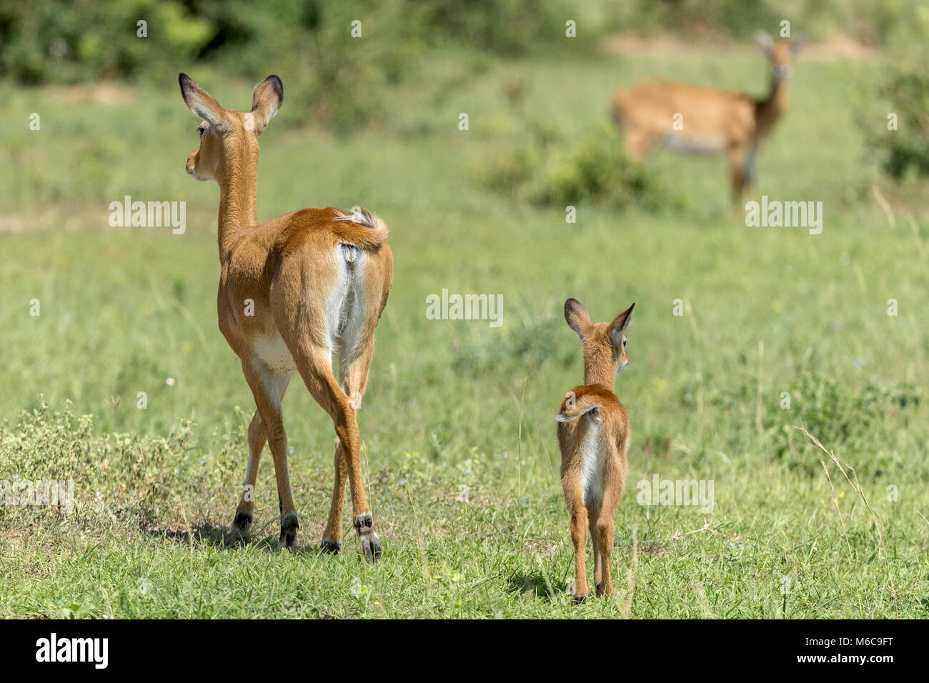 Ugandan kob hi-res stock photography and images - Alamy