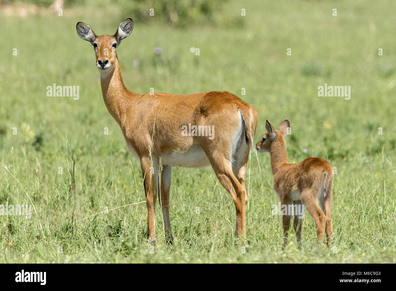 Mother and kid Ugandan kob antelope (Kobus kob thomasi) "Murchison's ...