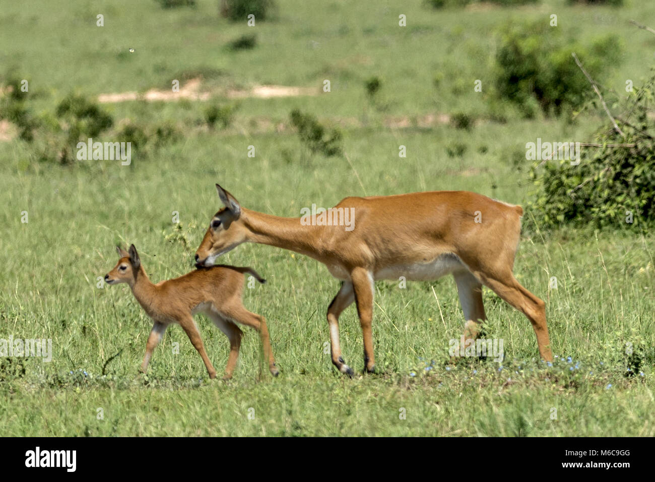 Mother and kid Ugandan kob antelope (Kobus kob thomasi) "Murchison's ...