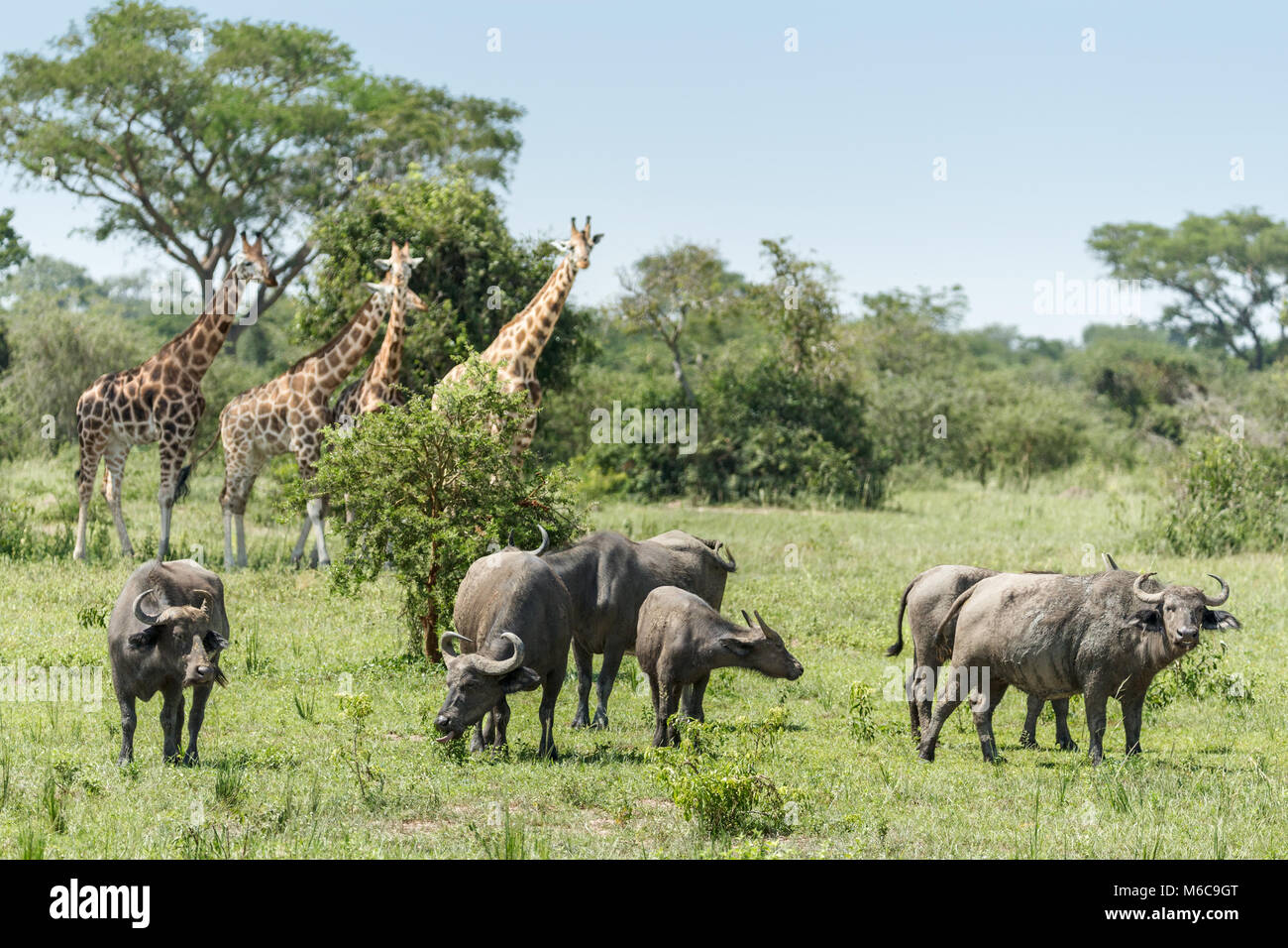 Rothschild's giraffe (Giraffa camelopardalis rothschildi) African ...