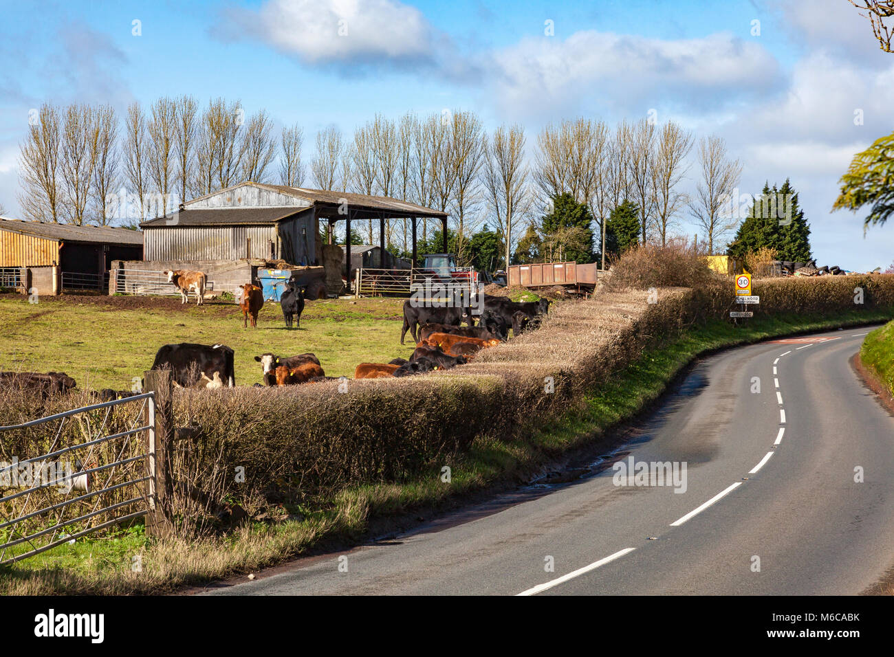 An attractive farmstead with cattle on the bendy A 368 where it enters Chelwood, Somerset, UK ...