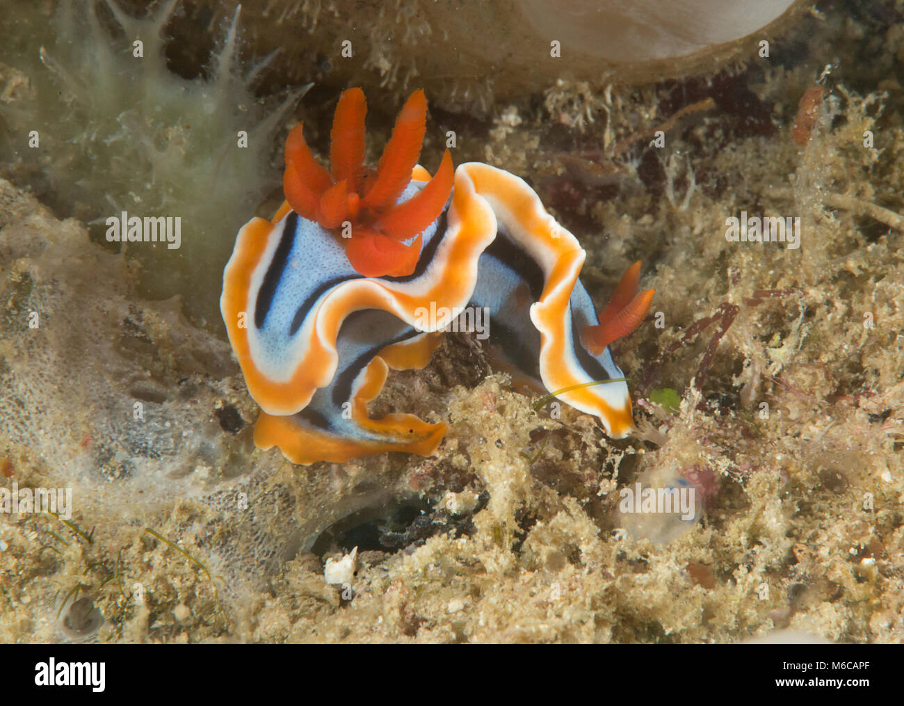 Anna's magnificent slug ( Chromodoris annae ) nudibranch crawling on ...