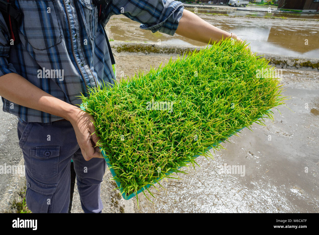Closeup young rice sprouts ready to growing in the paddy field Stock ...