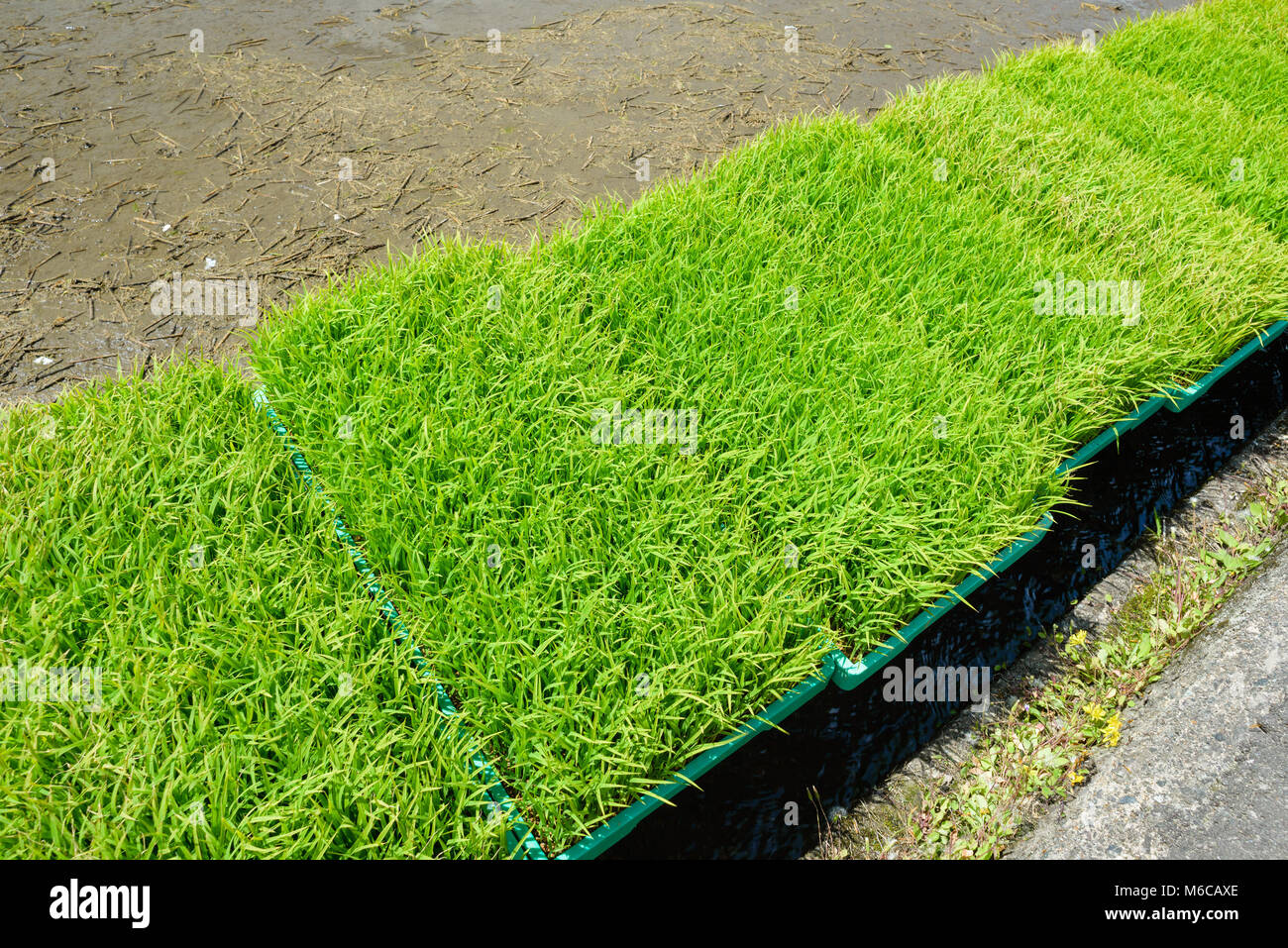 Closeup young rice sprouts ready to growing in the paddy field Stock ...