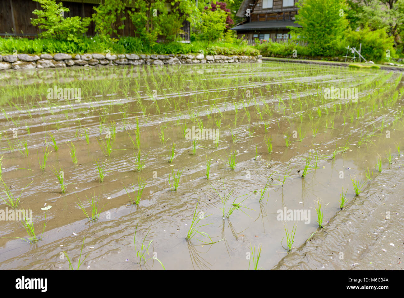 Closeup young rice sprouts ready to growing in the paddy field Stock ...