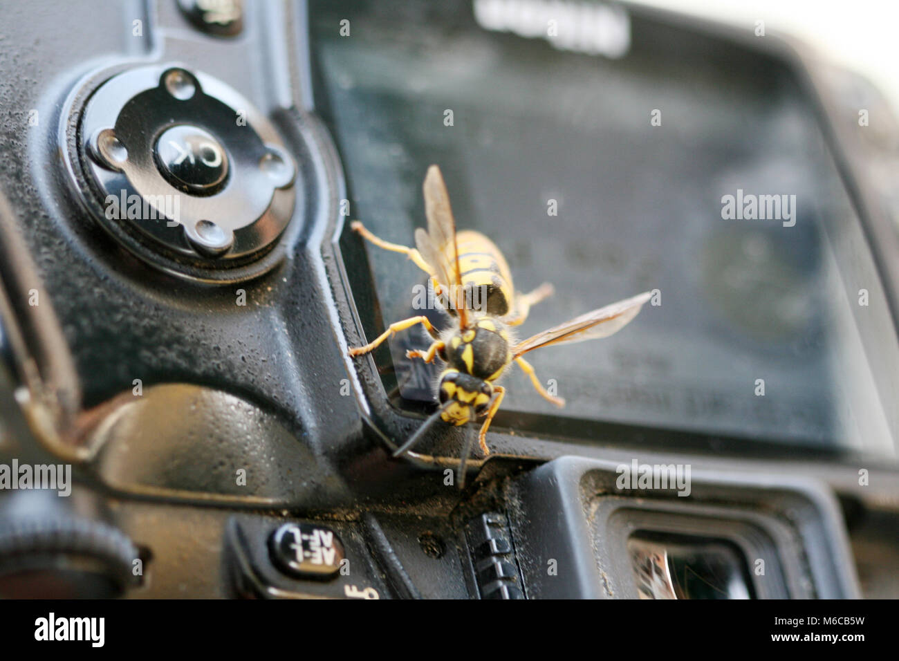 Picture of a wasp hi-res stock photography and images - Alamy