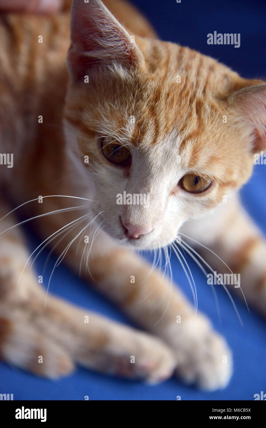 Picture of a brown Cute kitten on blue back Stock Photo - Alamy