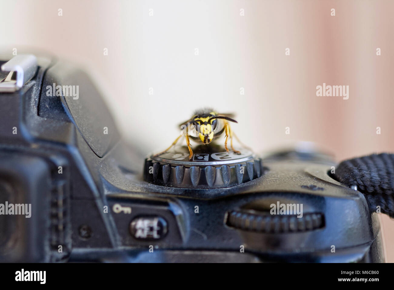 Picture of a Wasp on a digital camera controls Stock Photo - Alamy