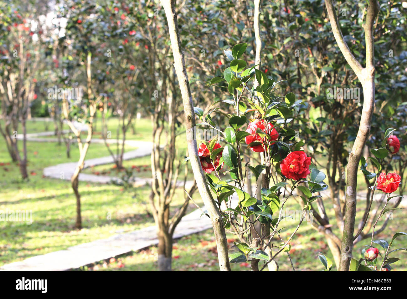 Red Camellia flowers,beautiful red flowers and buds blooming in the ...