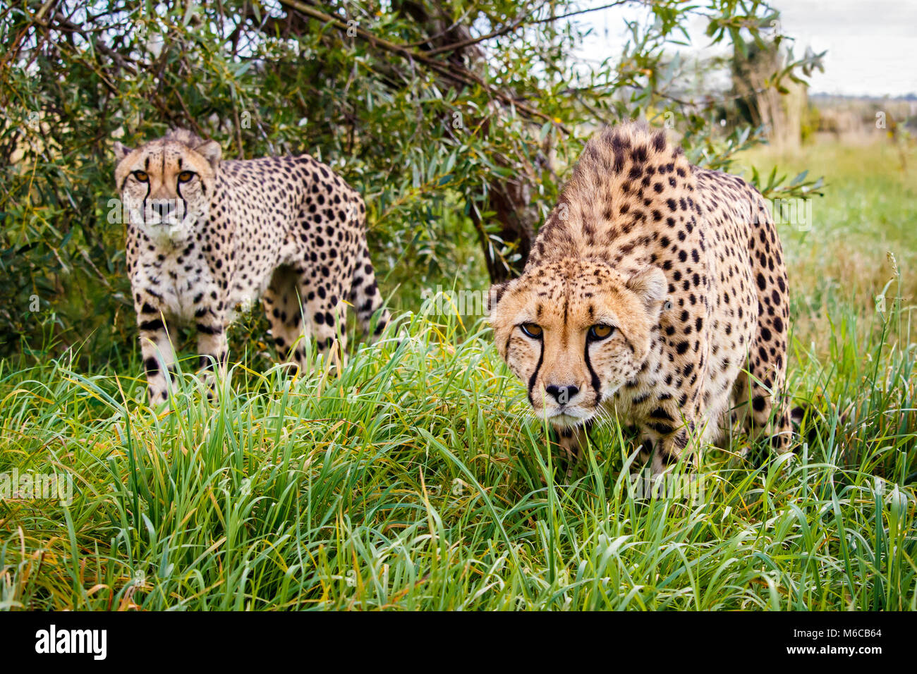 Two Cheetahs in grass looking inquisitive Stock Photo - Alamy