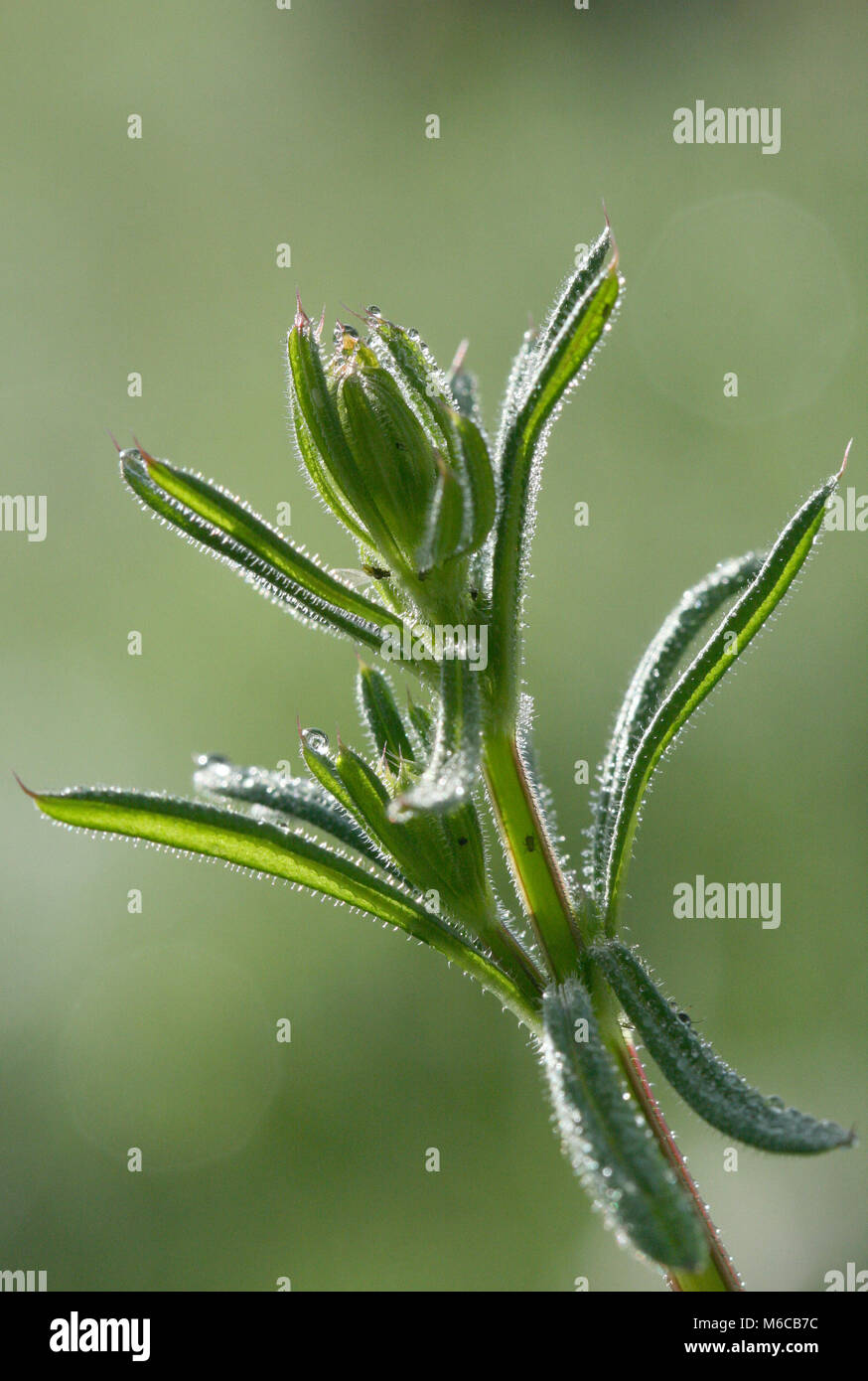 Picture of a Morning waterdrops on a grass leaves Stock Photo - Alamy