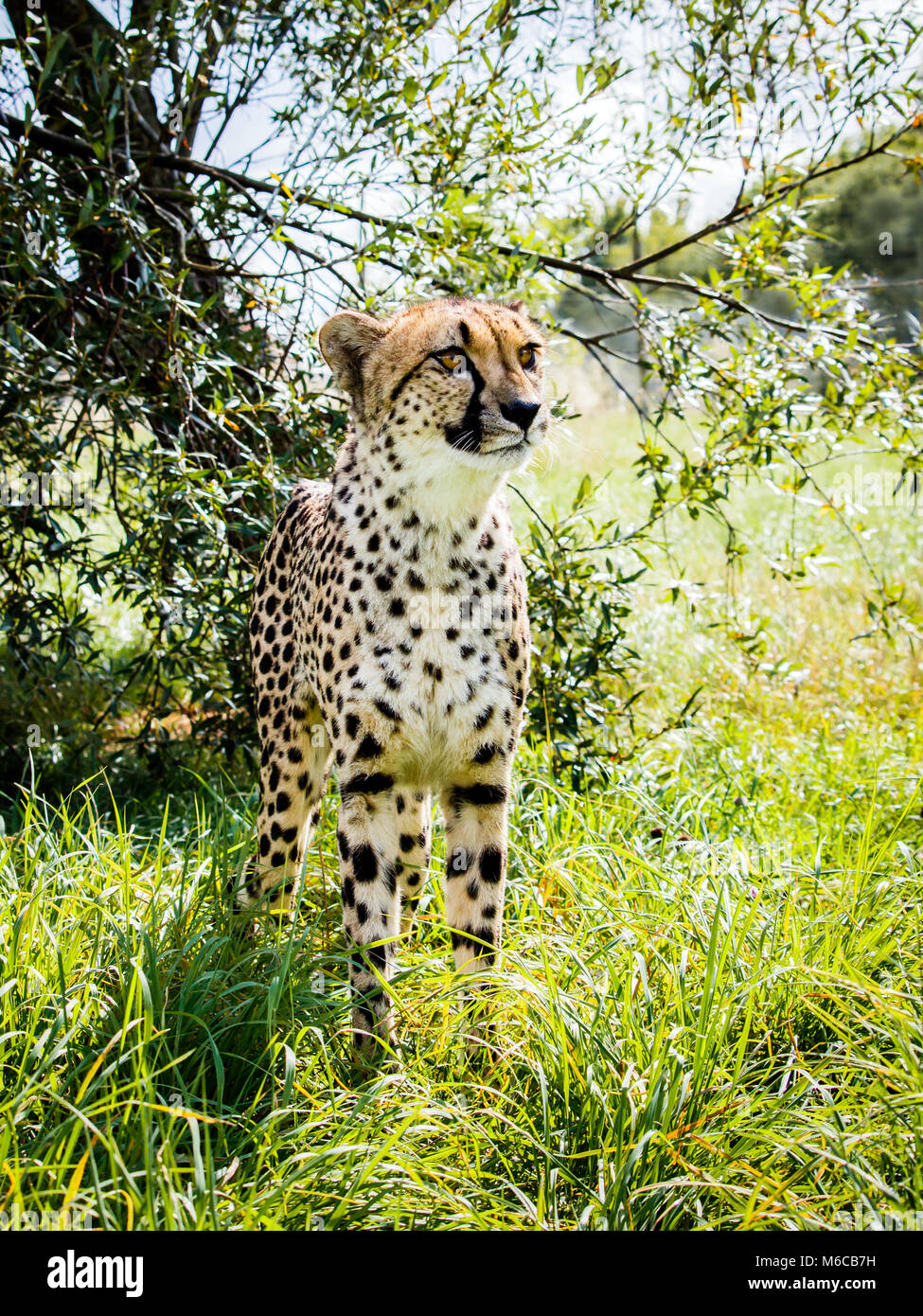 Cheetah standing tall in grass with tree background Stock Photo - Alamy