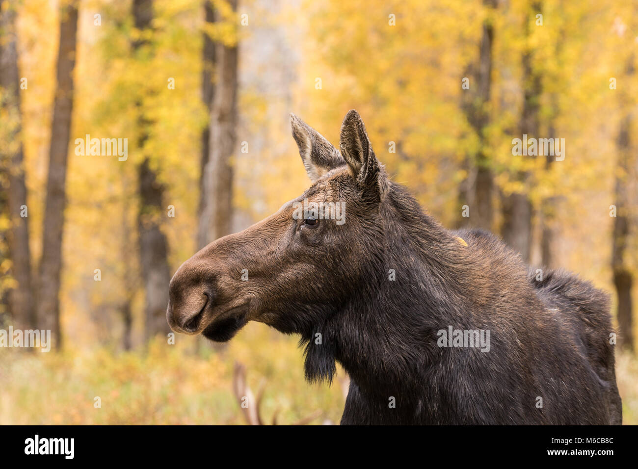 Cow Moose in Fall Stock Photo - Alamy