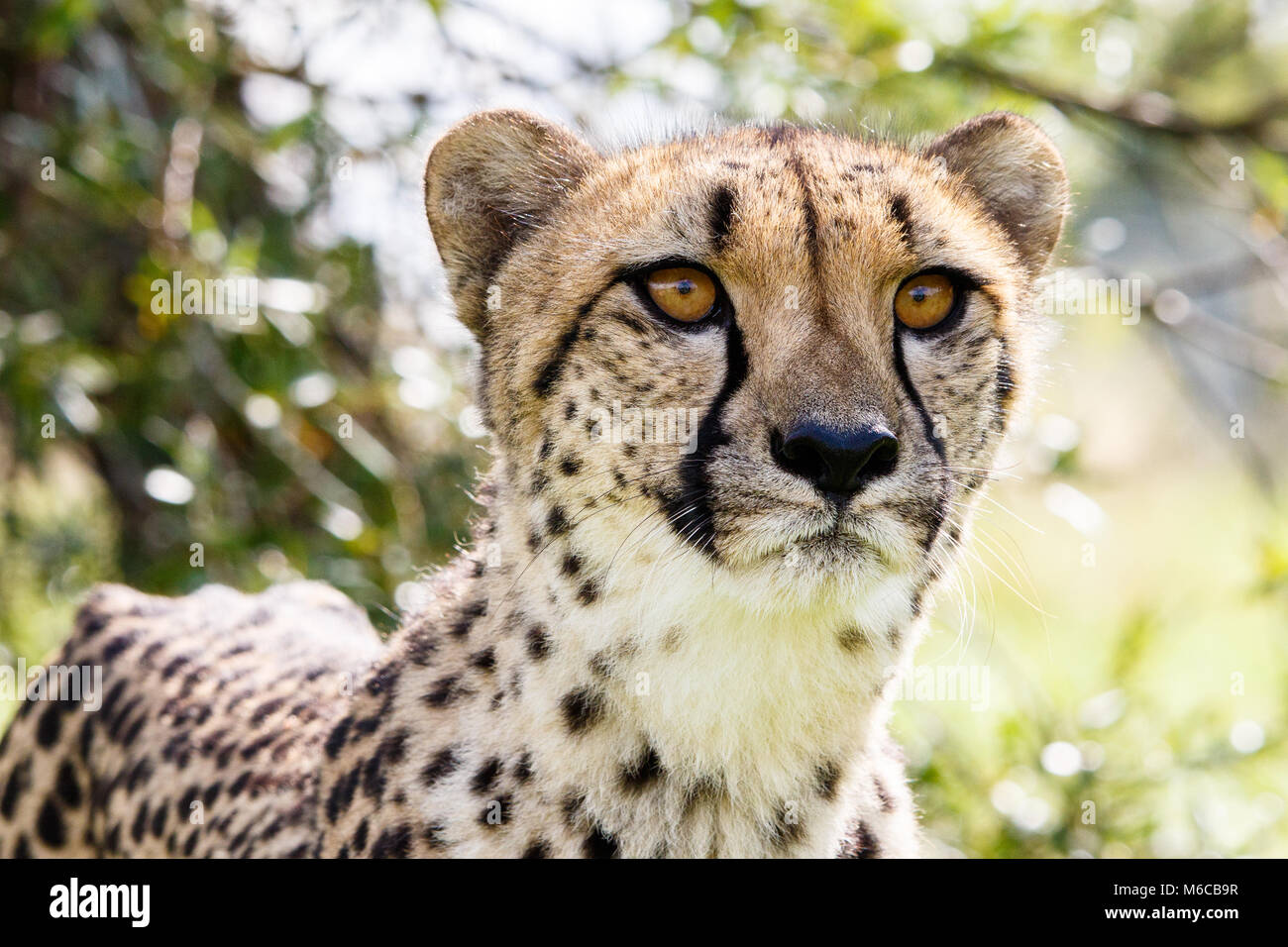 Cheetah head and shoulders looking thoughtful Stock Photo - Alamy