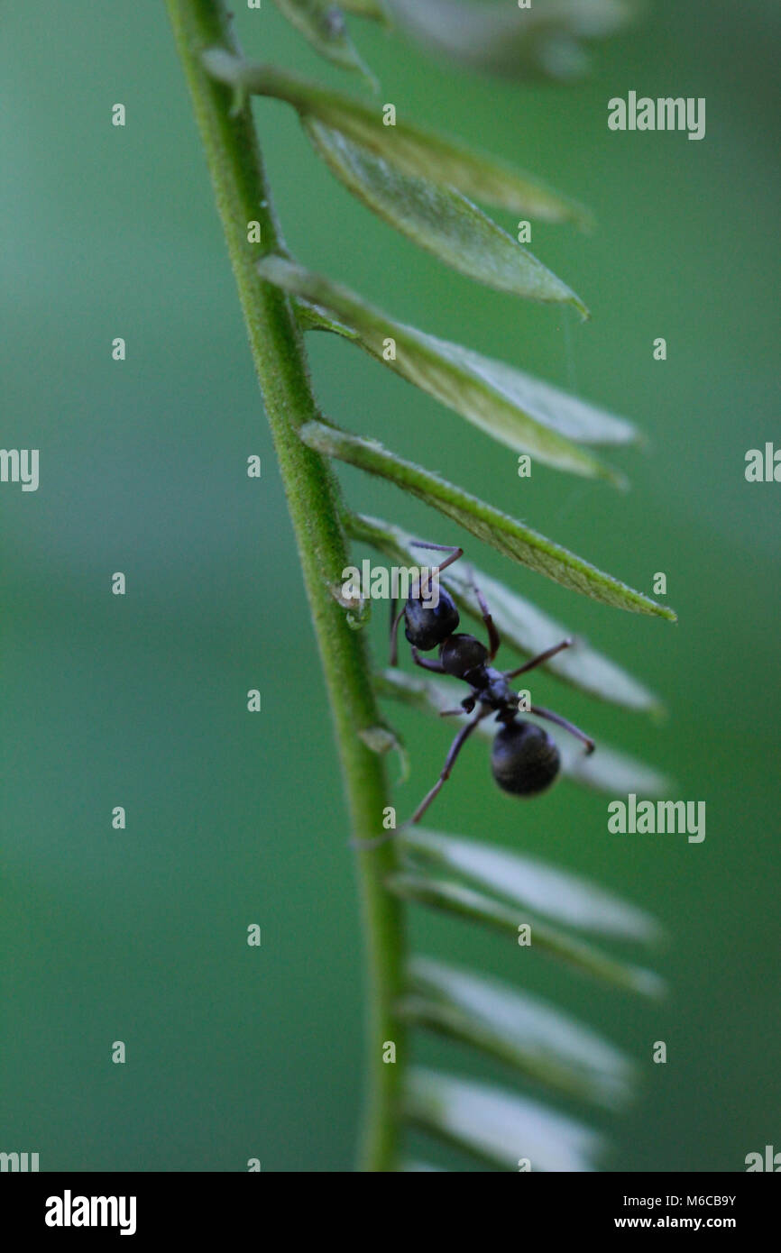 Picture of Ant on a green leaf Stock Photo - Alamy