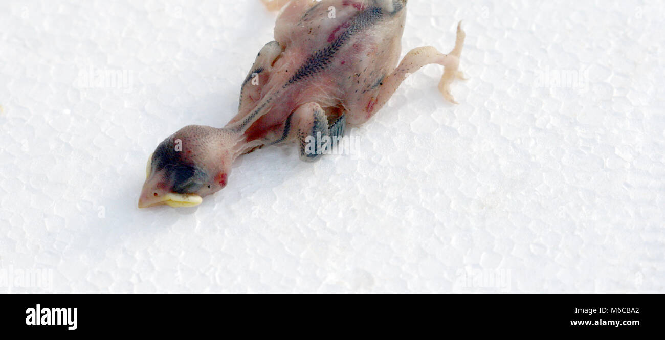 Picture of a Dead bird on white background Stock Photo - Alamy