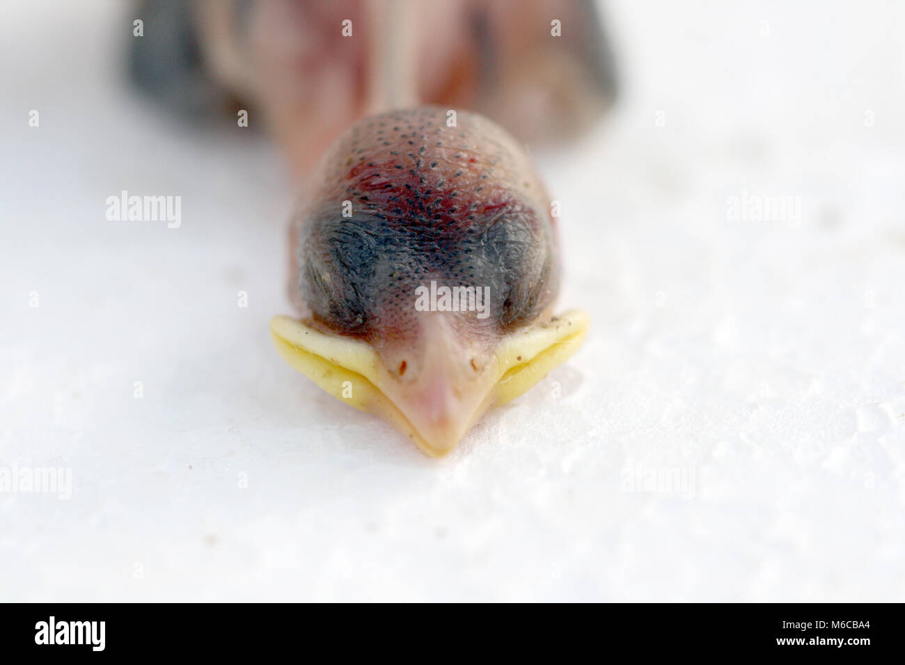 Picture of a Dead bird on white background Stock Photo - Alamy
