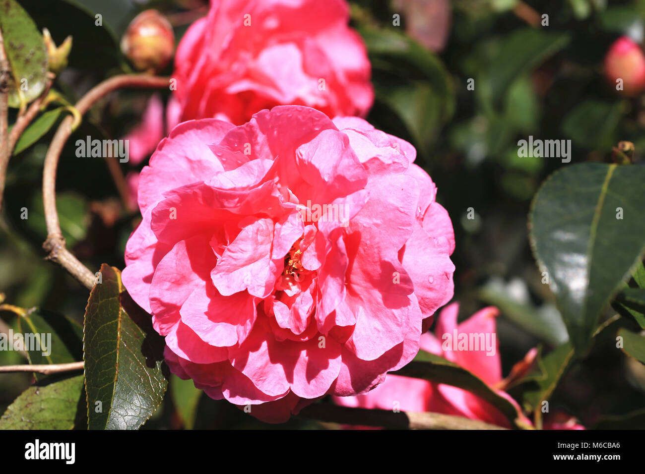 Red camellia flowers buds hi-res stock photography and images - Alamy