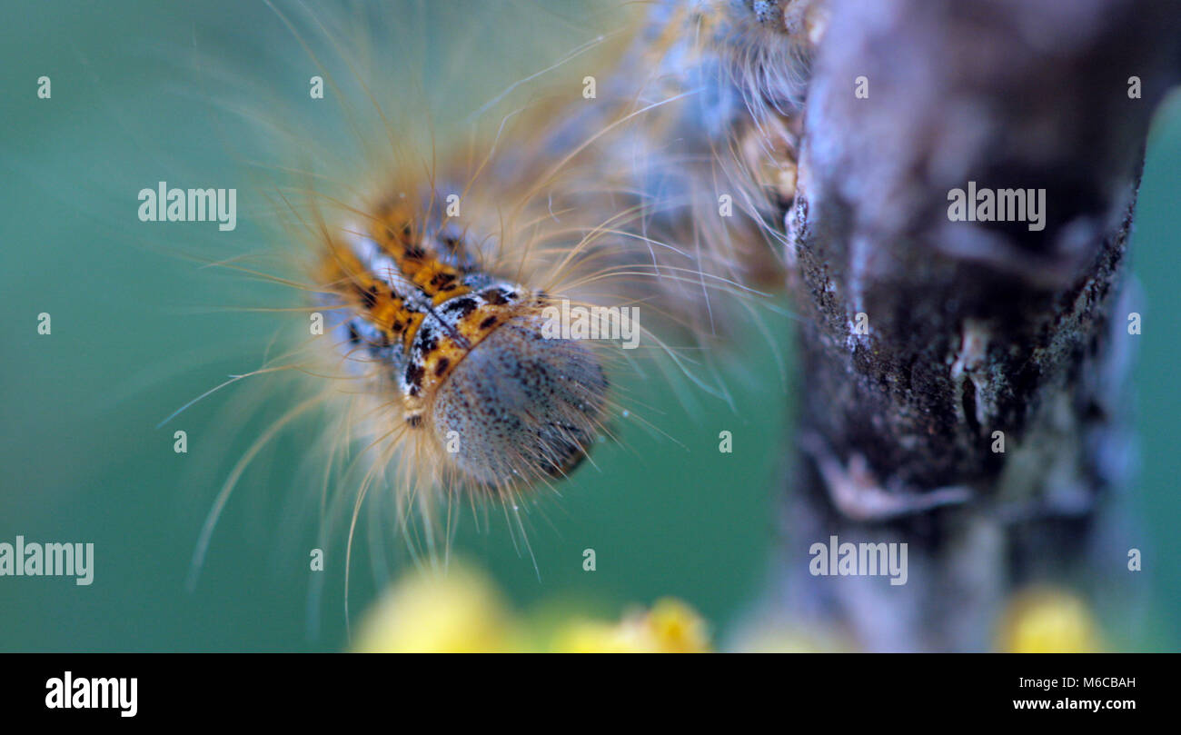 Picture of a Caterpillar on a green plant leaf Stock Photo - Alamy