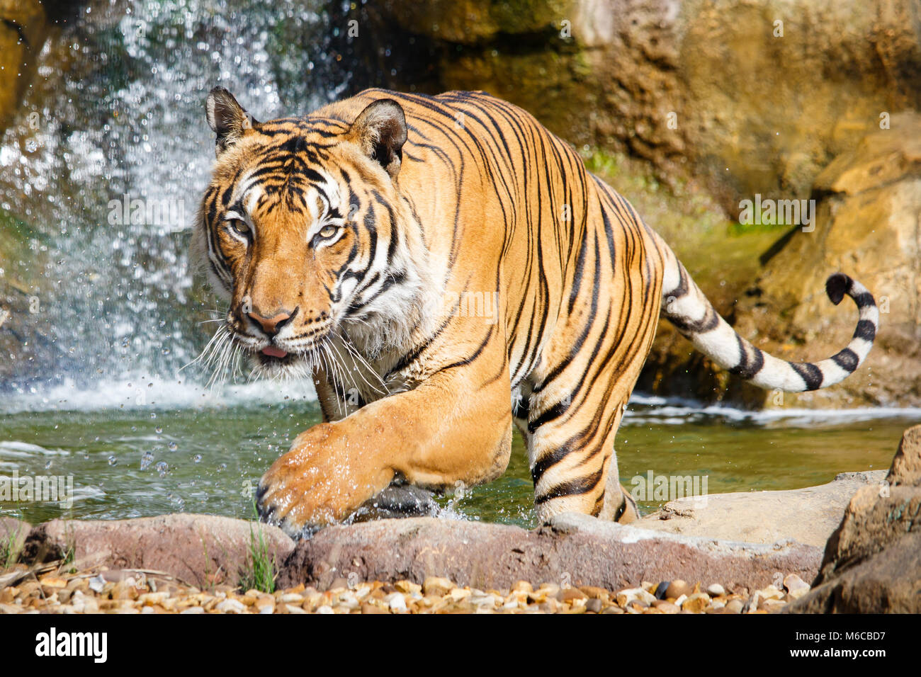 Malayan Tiger splashing and exiting pool with waterfall in background ...
