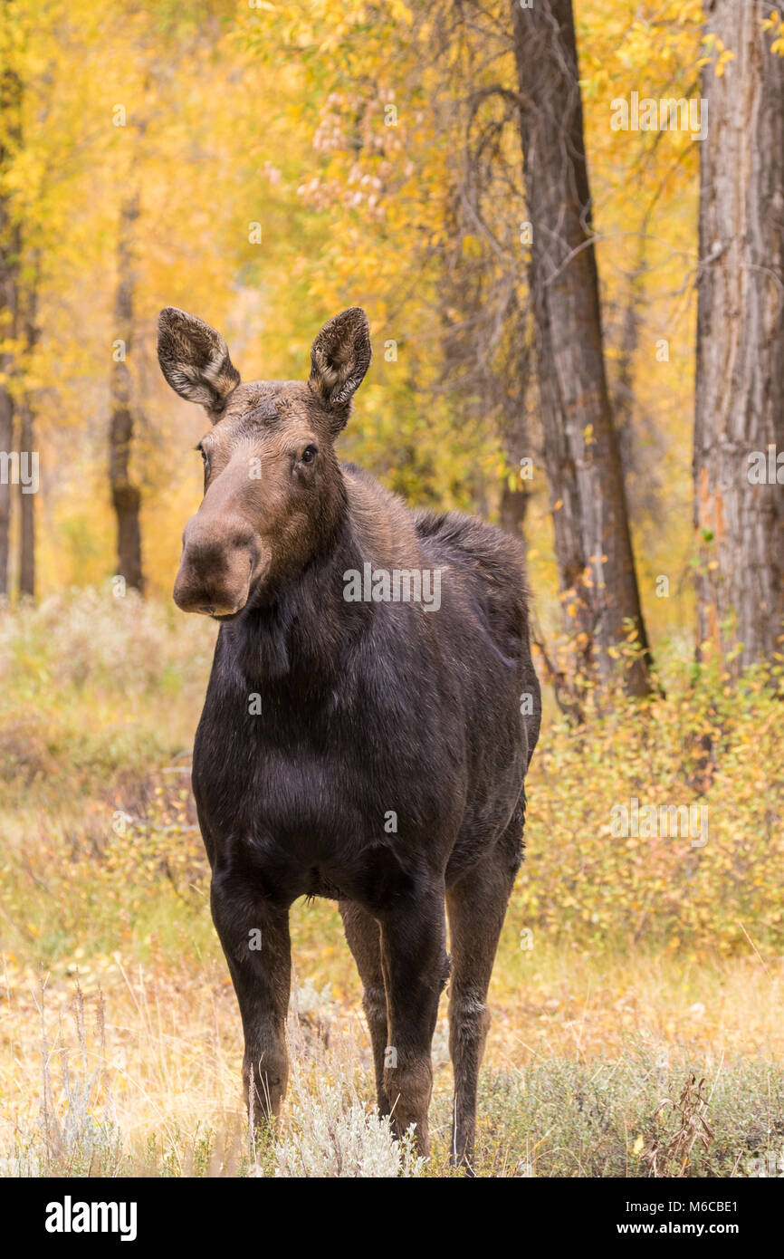 Moose Grand Teton National Park High Resolution Stock Photography and ...