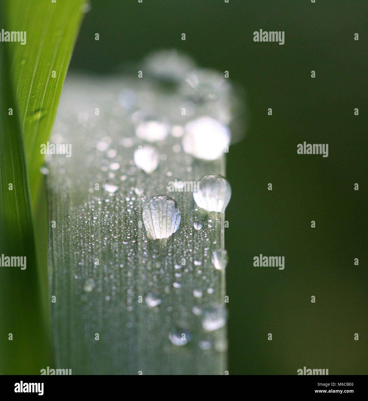 Picture of a Morning dew on a leaves Stock Photo - Alamy
