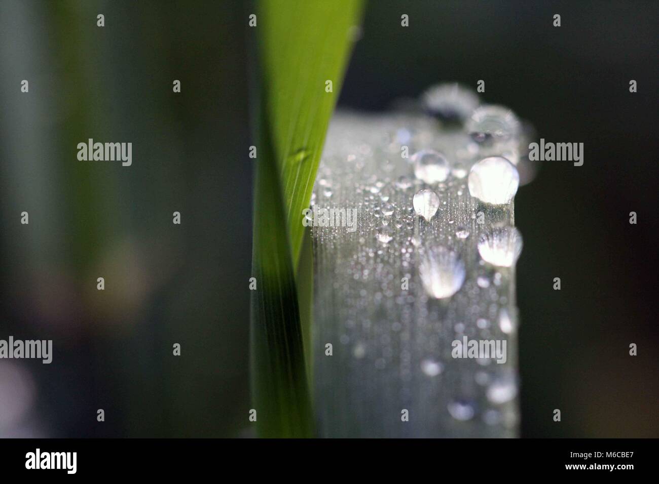 Picture of a Morning dew on a leaves Stock Photo - Alamy