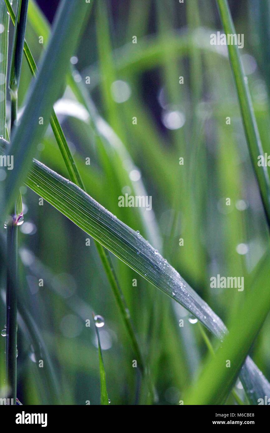 Picture of a Morning dew on a leaves Stock Photo - Alamy